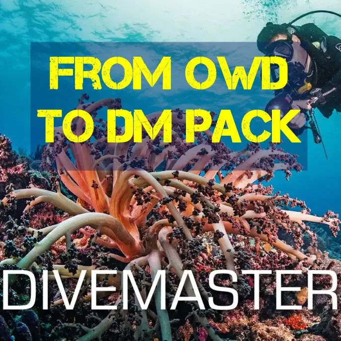 De OWD a Divemaster en un pack - PUNKFISH ACADEMY